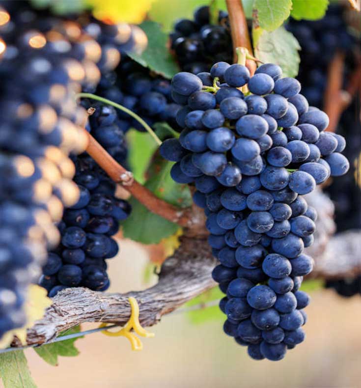 Syrah Wines | Bold, Smoky & Utterly Unbothered – InBodega